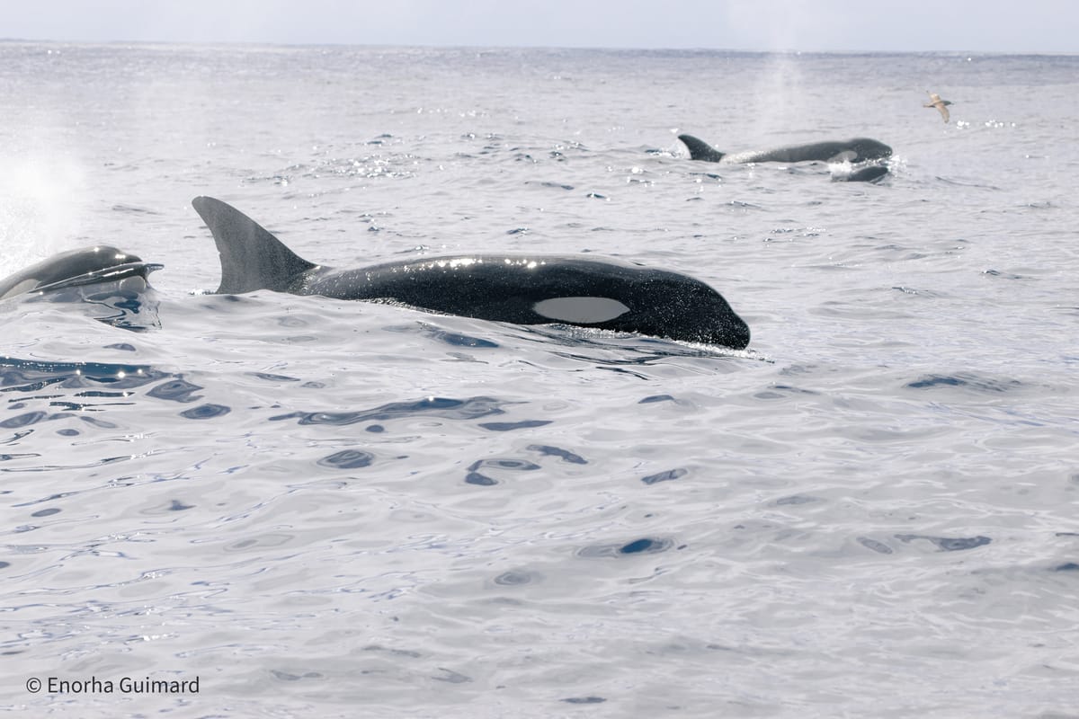 A Marine Mili series: The largest dolphin